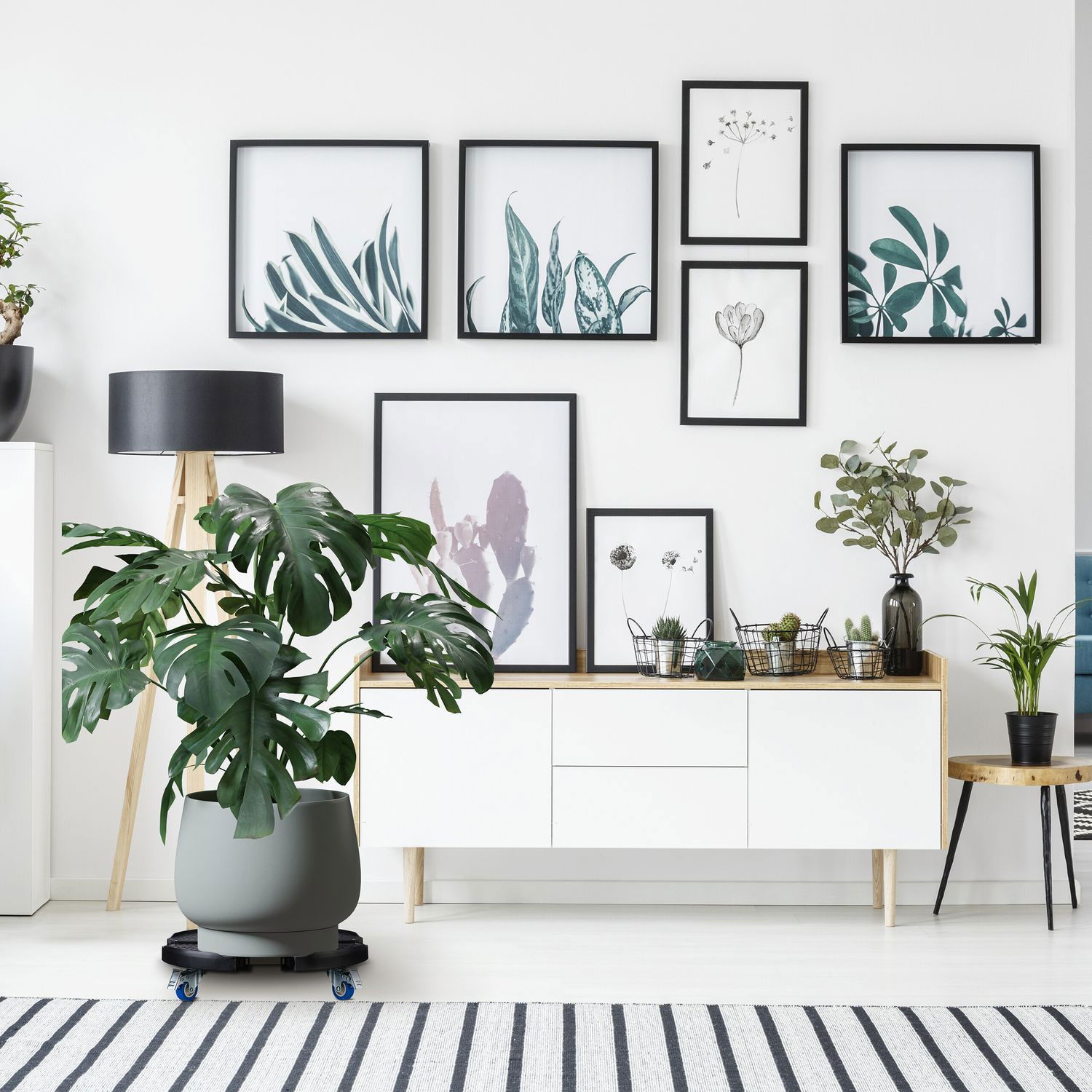 Retractable plant roller